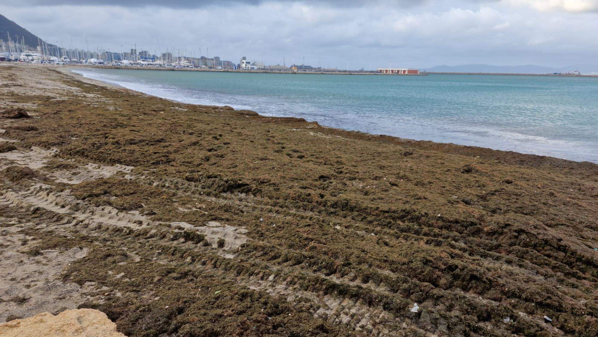 Verdemar denuncia que el alga asiática campa a sus anchas por el ...